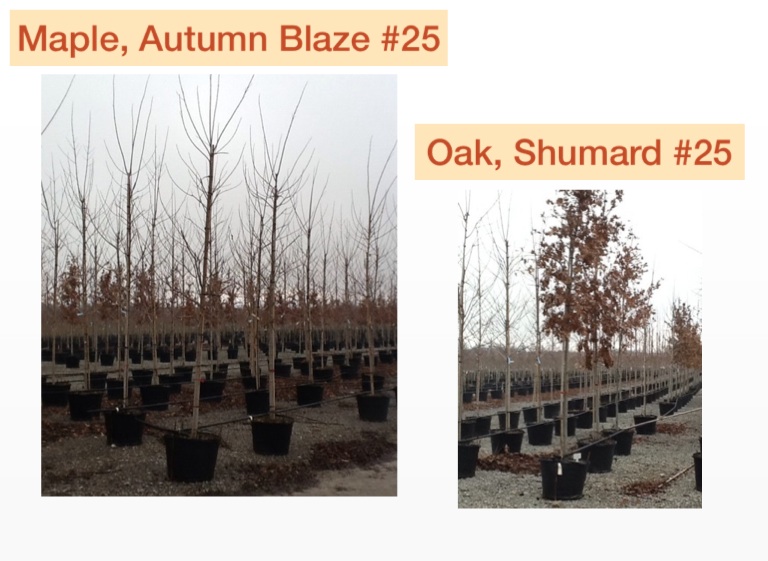 Tennessee Trees 2/5/14 - Screen 2 on FlowVella - Presentation Software for Mac iPad and iPhone