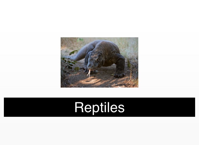 Reptiles by Matthew Pennino - Screen 2 on FlowVella - Presentation ...