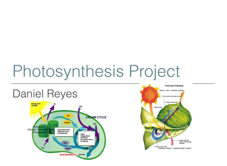 Photosynthesis Project on FlowVella - Presentation Software for Mac ...