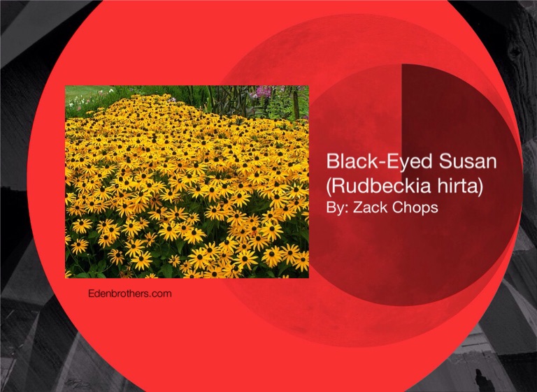 Zack Chops bio project on FlowVella - Presentation Software for Mac ...