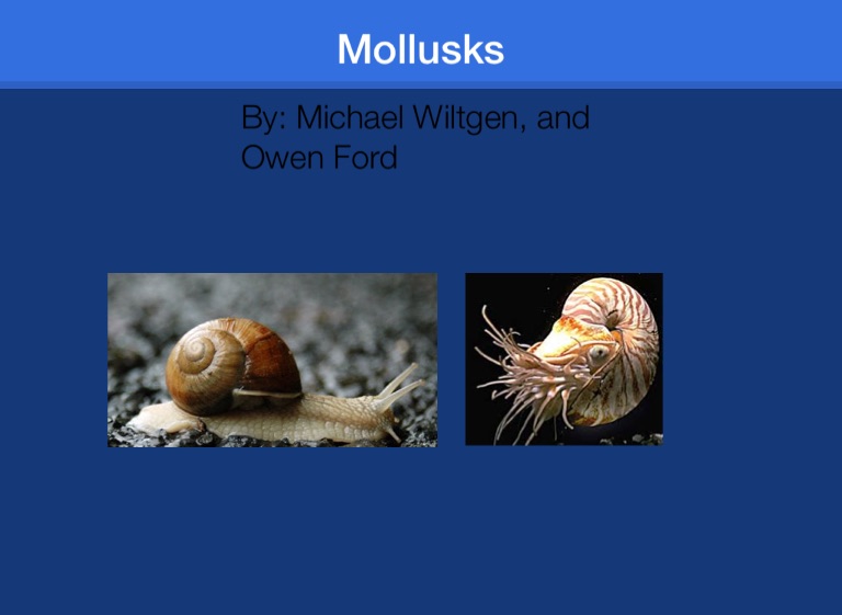 Mollusks on FlowVella - Presentation Software for Mac iPad and iPhone