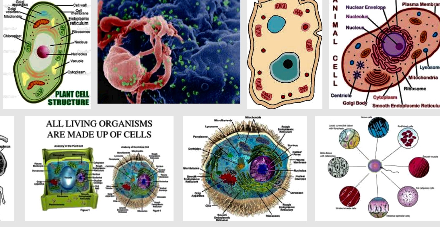 Untitled - Screen 4 on FlowVella - Presentation Software for Mac iPad ...