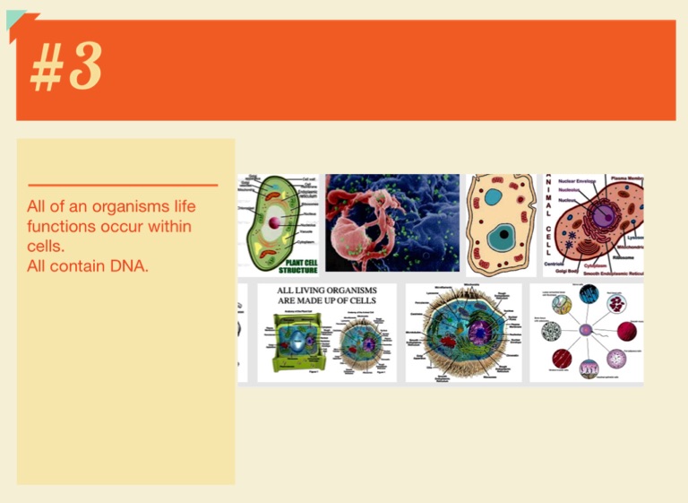 Untitled - Screen 4 on FlowVella - Presentation Software for Mac iPad ...
