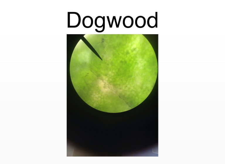 Matt Kilroy, Photomicrograph - Screen 10 on FlowVella - Presentation ...